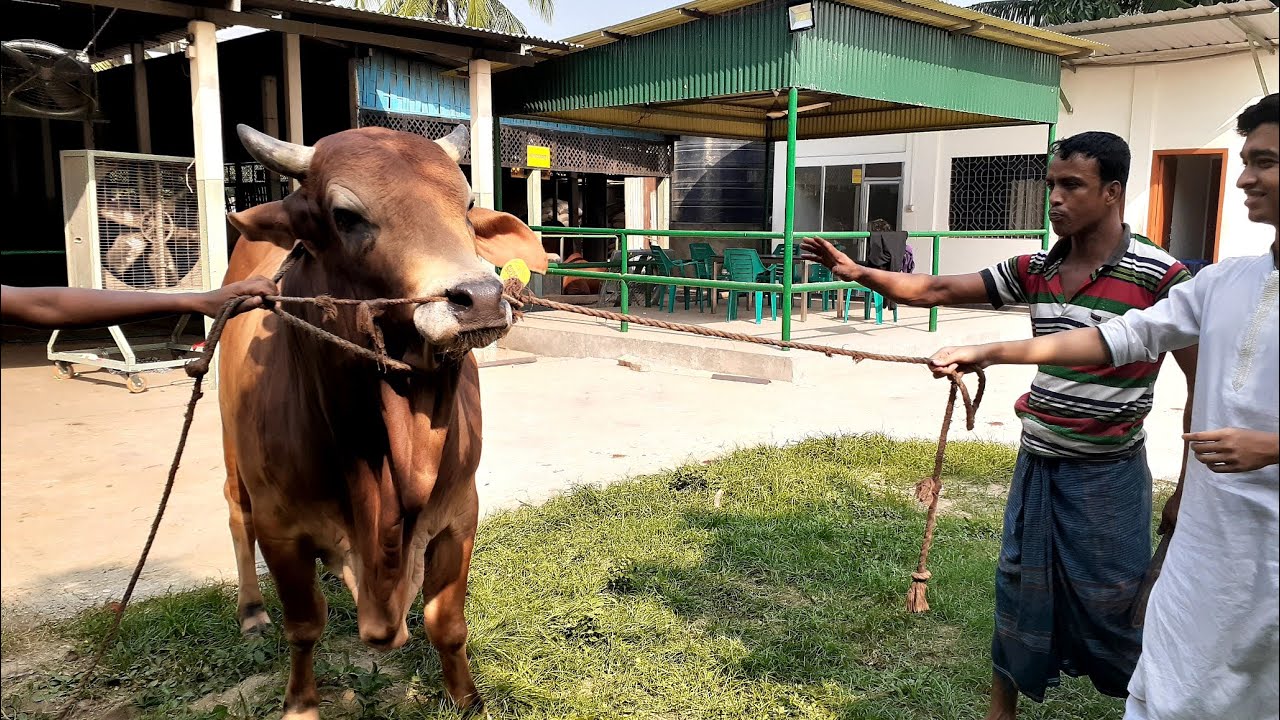 Best 2020 bd cow sector of the Year RK Agro collection - YouTube