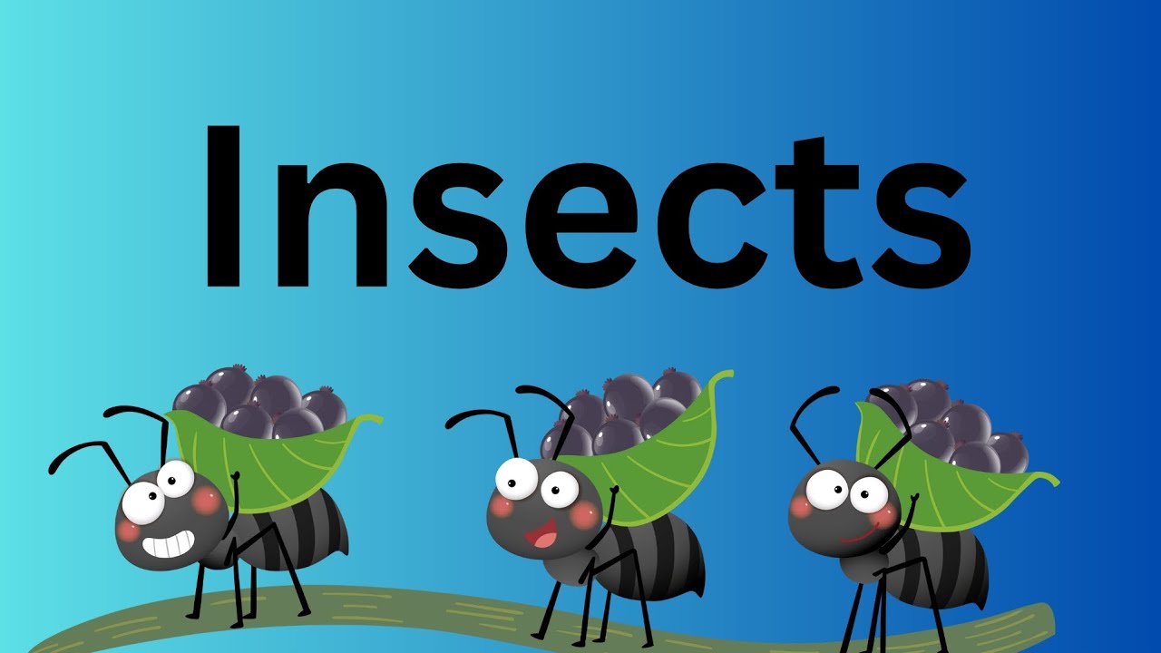 Insects learning for kids in English - YouTube