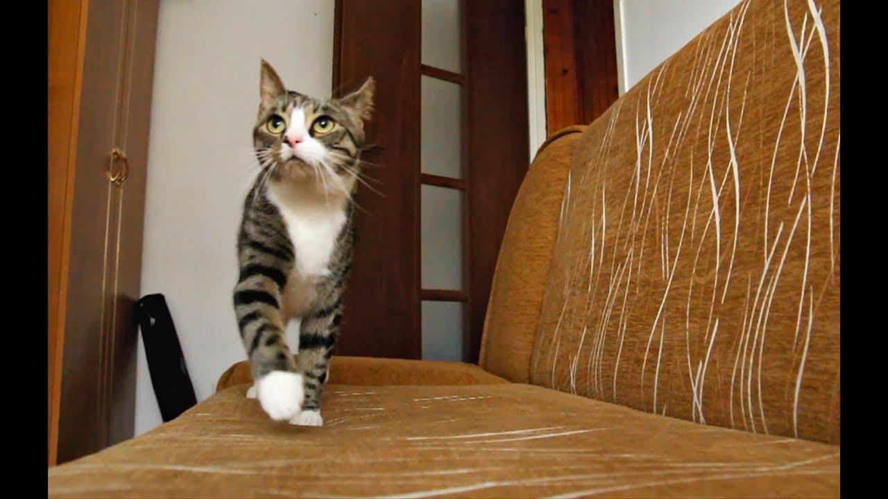 Nikita the Cat's Funny Meows - part 3 - YouTube