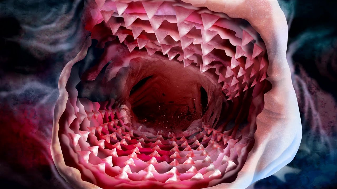 Oggy and the Cockroaches - Inside out (s03e16) Full Episode in HD - YouTube