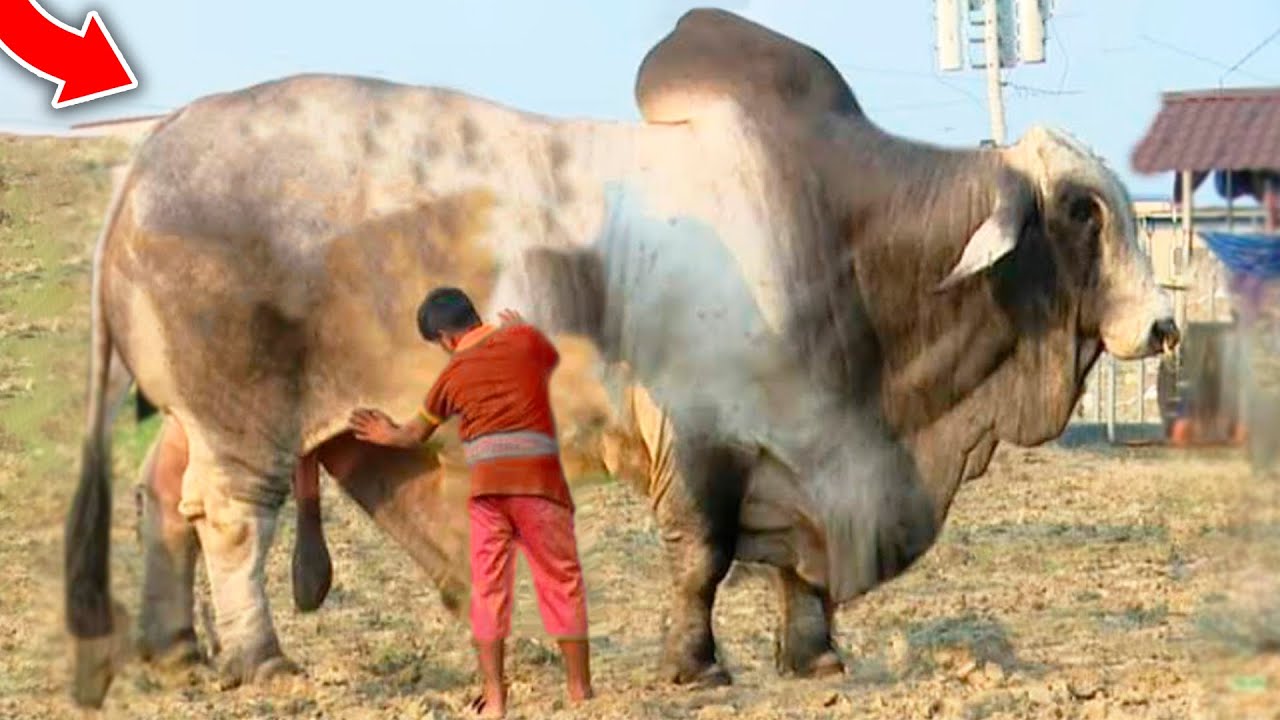 8 TOROS MAS GRANDES DEL MUNDO - YouTube