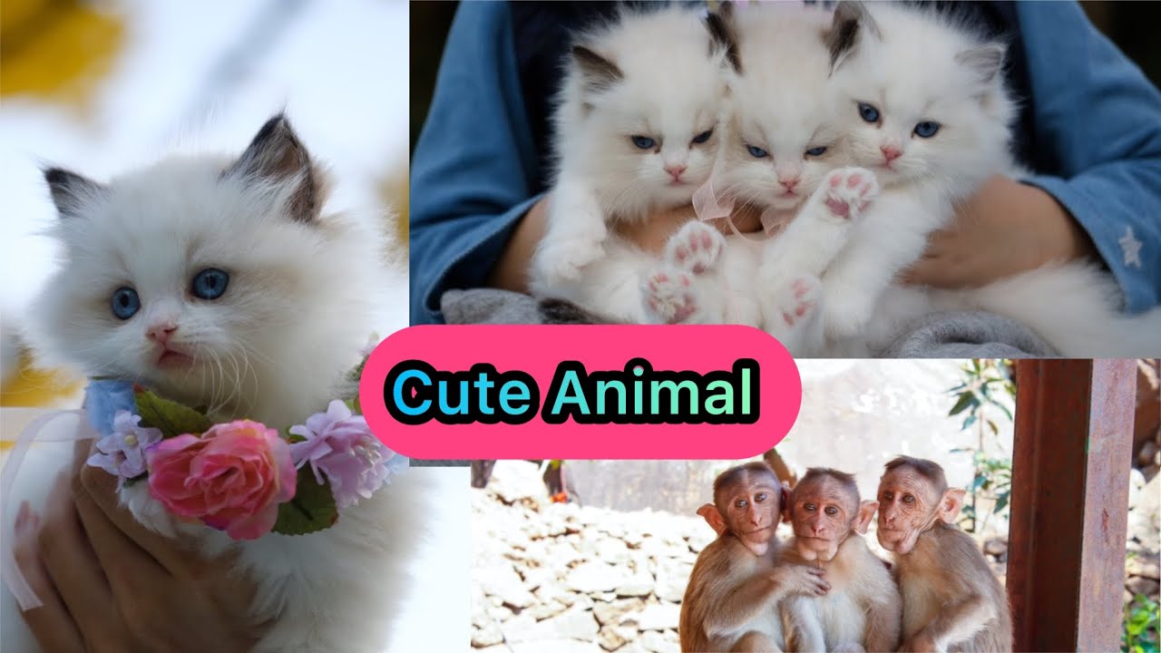 Cute baby animals Video Compilation !! Cute Moment Of The Animals ...