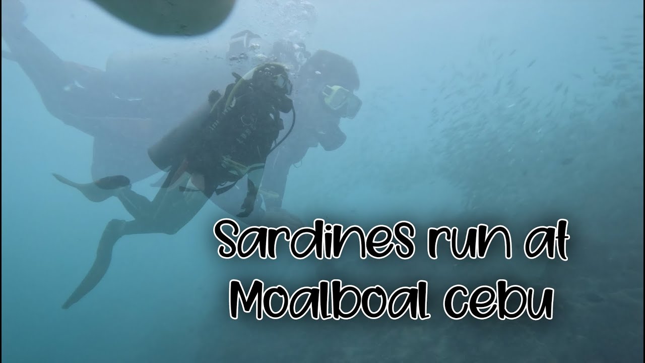Mesmerising beauty of sardines run at moalboal cebu / Sardines run ...