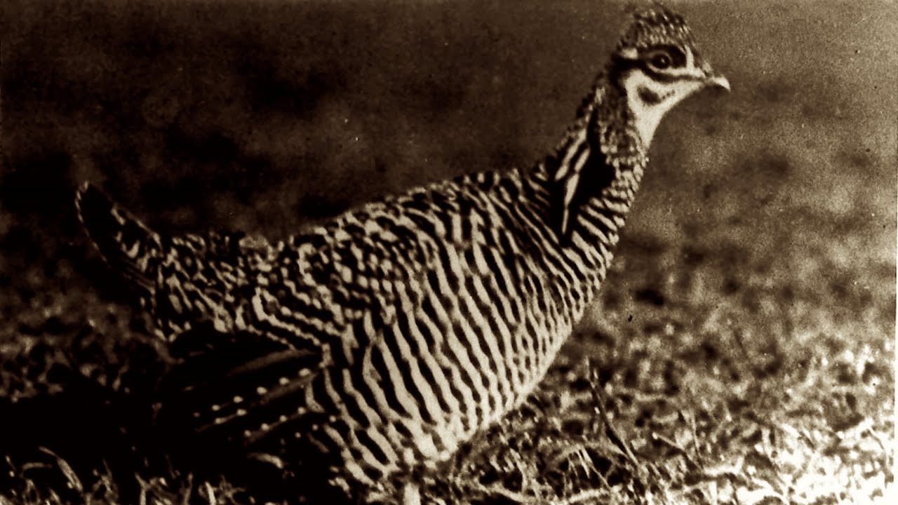 RARE FOOTAGE OF THE EXTINCT HEATH HEN - YouTube