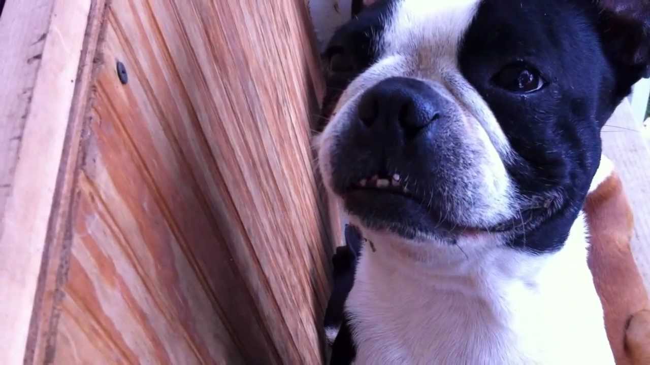 The AMAZING TALKING DOG - YouTube