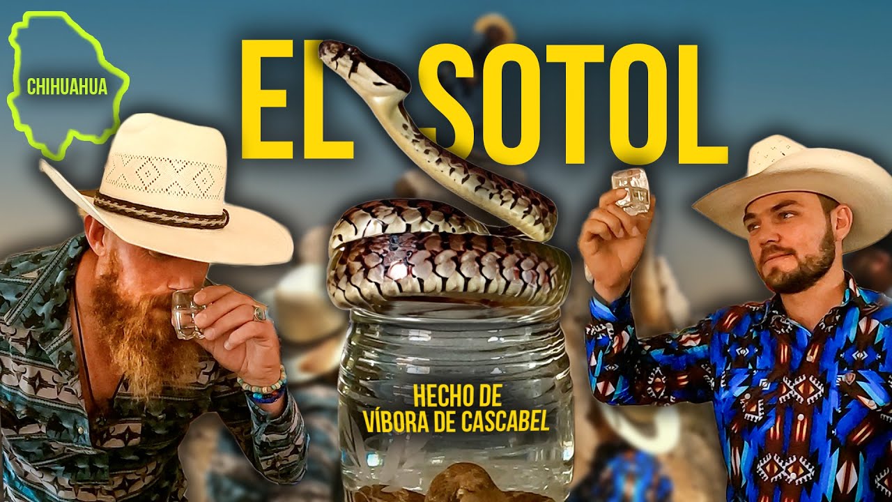 El SOTOL un trago hecho de VÍBORA DE CASCABEL | La cultura de Chihuahua ...