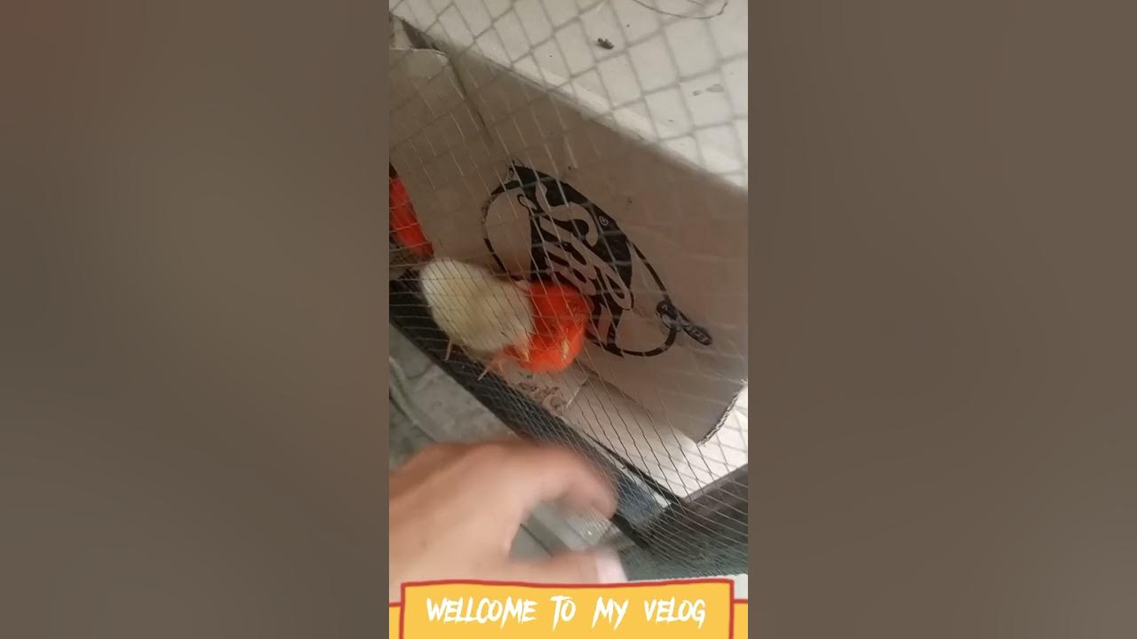 |new velog| - YouTube