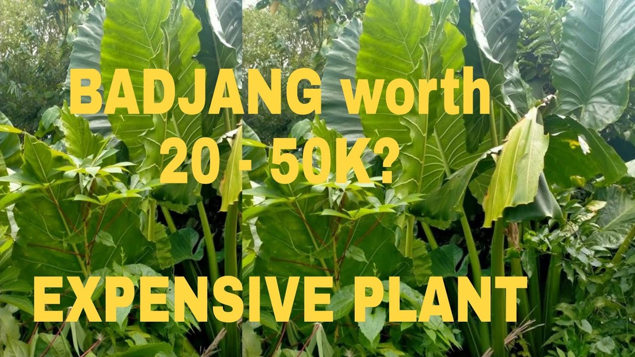 BADJANG 20 -50 THOUSAND PESOS/ALOCASIA /SORSOGON CITY - YouTube