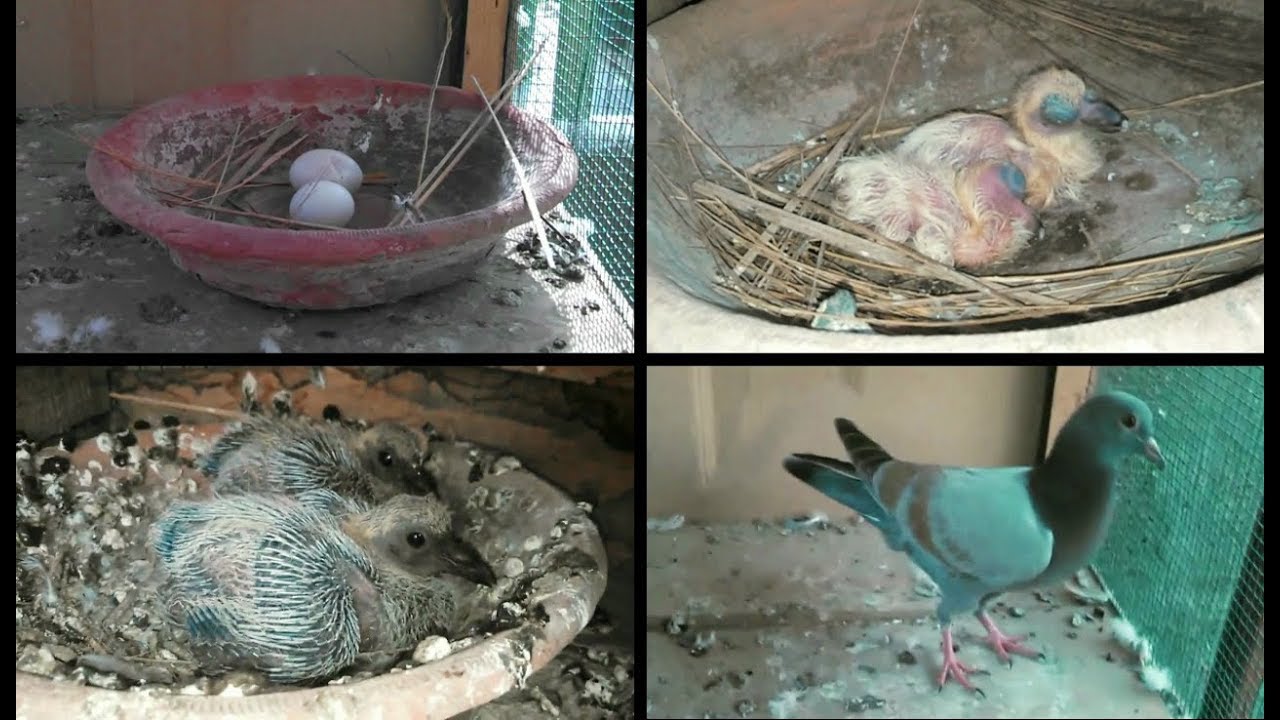 Day to Day Pigeon Growth 30 days Progress.. - YouTube