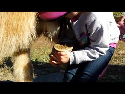 Nyla Picking Out Her Pony's Feet