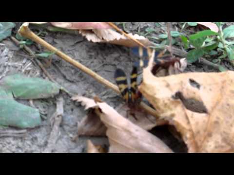 Scorpionflies Mating