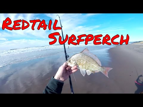 Oregon Coast Fishing: Redtail Surf Perch - YouTube
