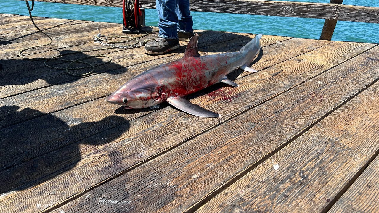 Pier fishing for sharks! - YouTube