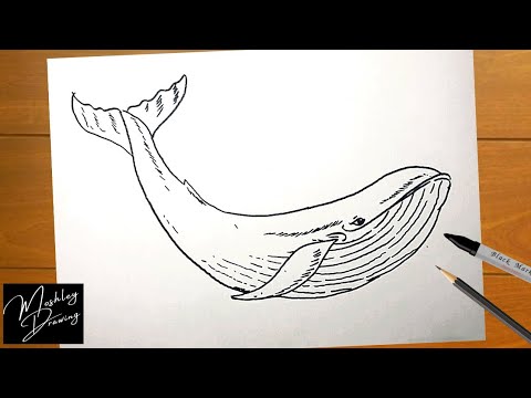 How to Draw a Blue Whale Easy Step by Step