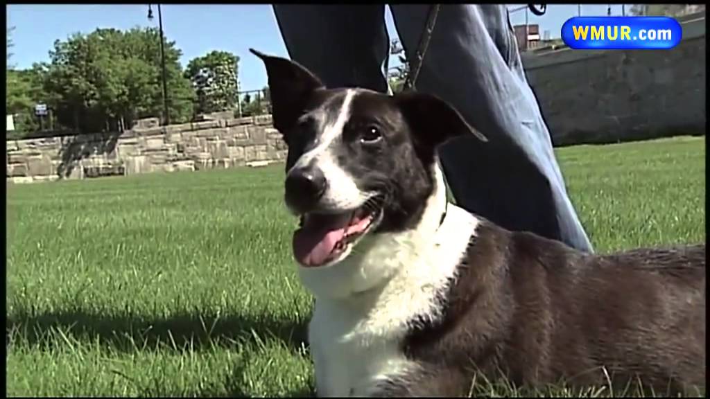 Adopt This Pet: Rascal - YouTube