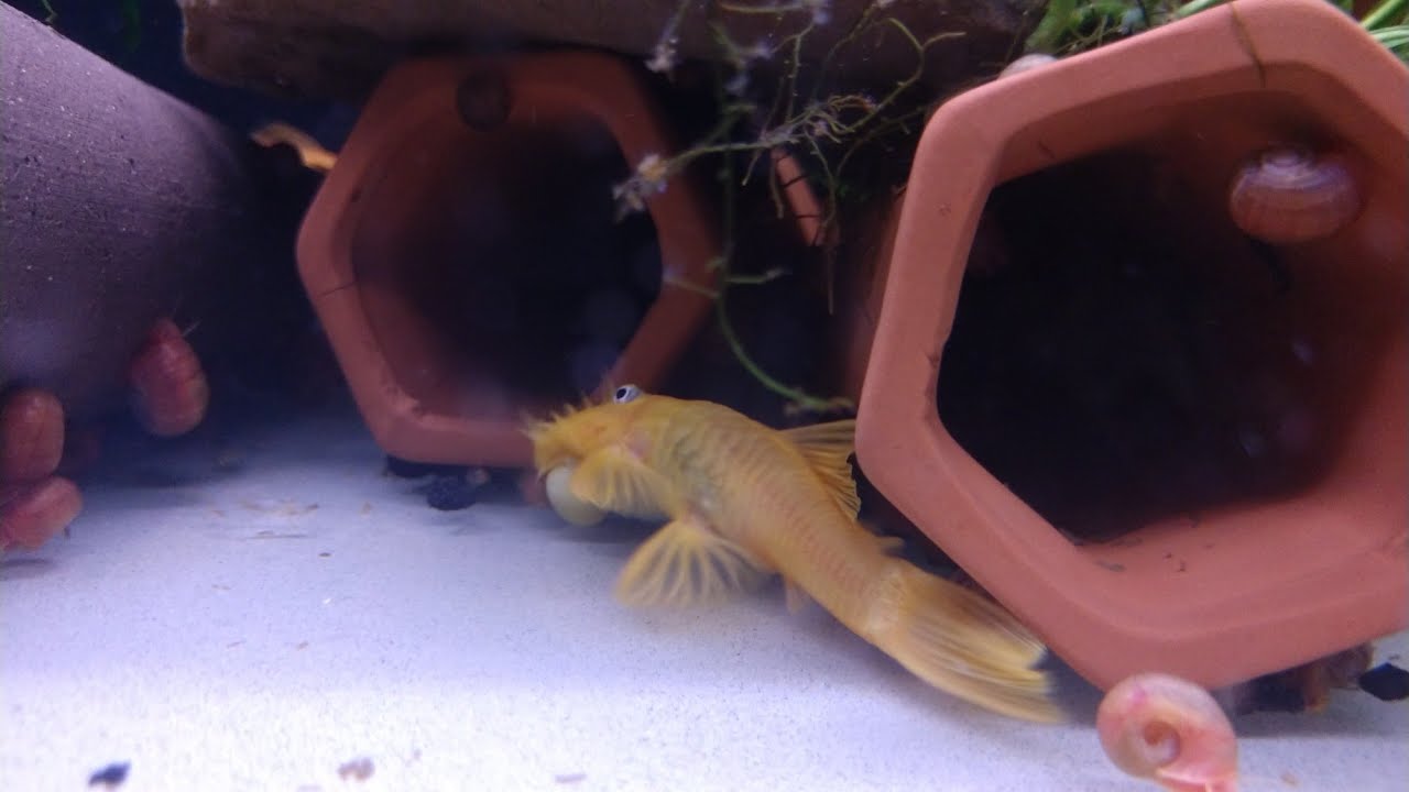 Blue eyed lemon plecos from aquabid. - YouTube