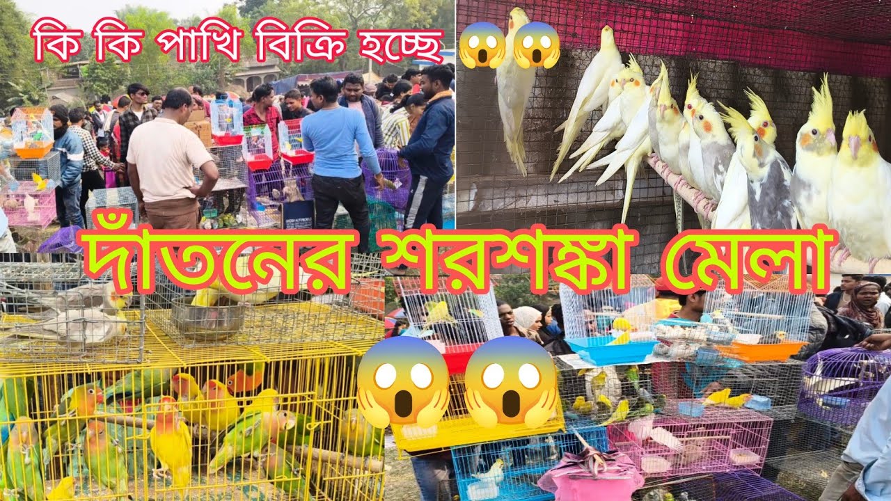 দাঁতনের শরশঙ্কা মেলা। Dantan shara shanka mala Birds lovebirds cocktail ...