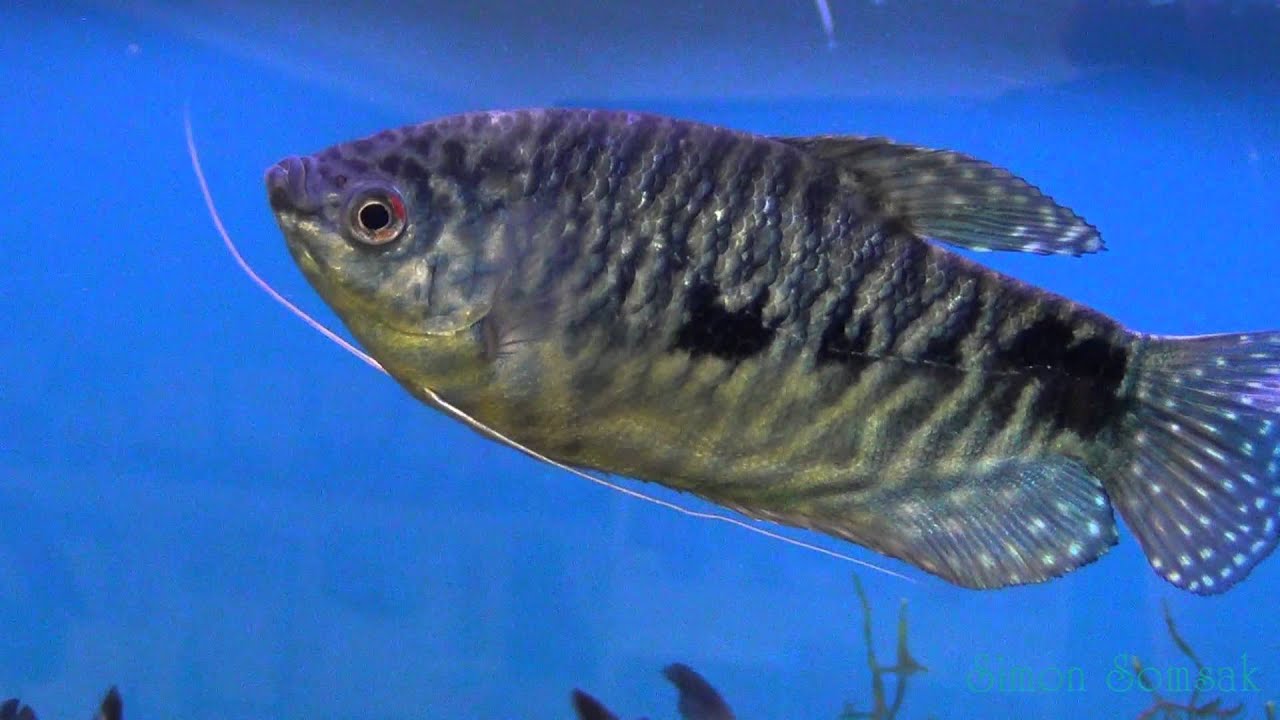 Trichogaster trichopterus 2 - YouTube
