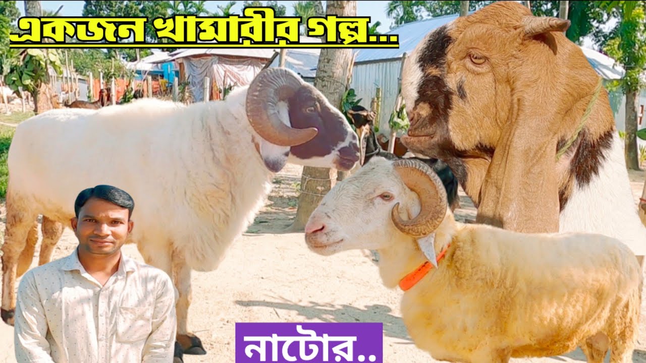 ২য় পর্ব || উন্নত জাতের তোতাপুরি হরিয়ানা ও বিটল ছাগলের দাম জানুন ...