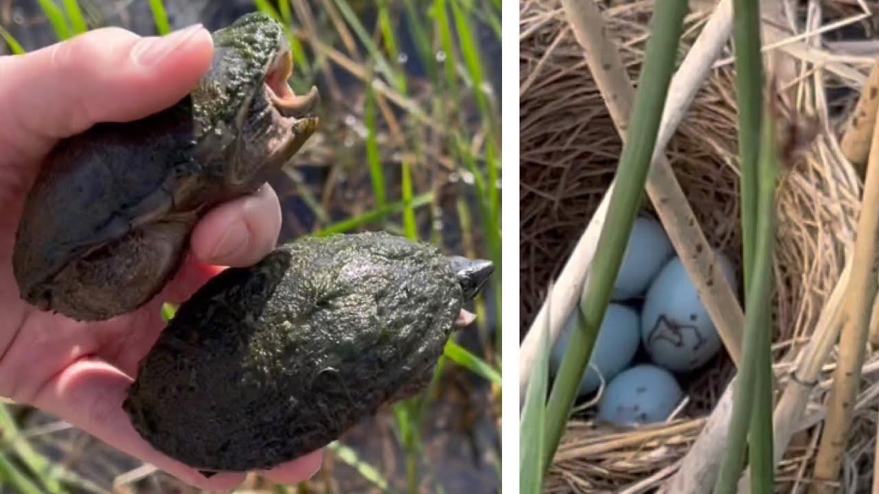 Stacking Turtles! Herping 2022! - YouTube