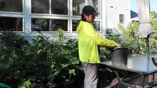 How-to Grow Figs | Ross Raddi the Fig Boss | Videos