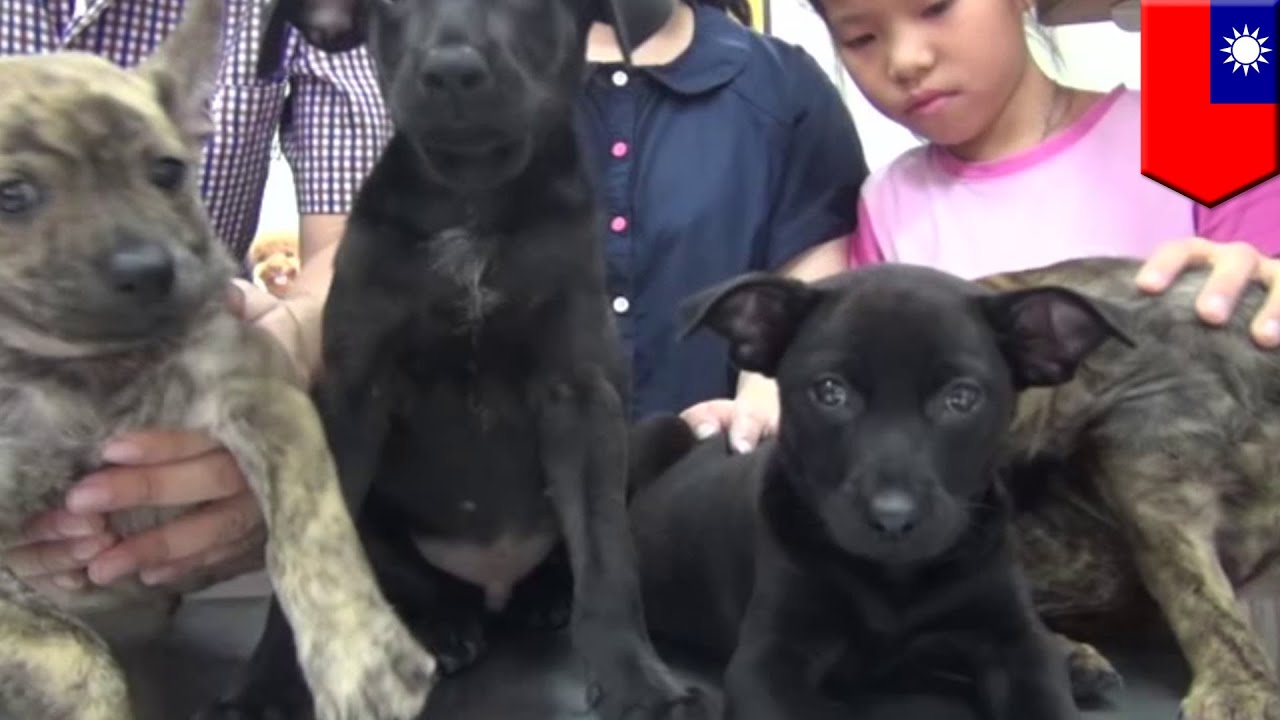 Perro moribundo guía a una familia hasta sus cachorros para que los ...