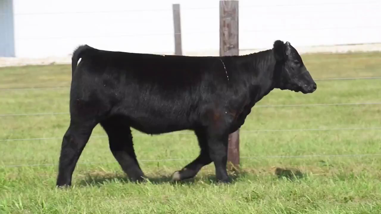 Weis :: Tag 4 - YouTube