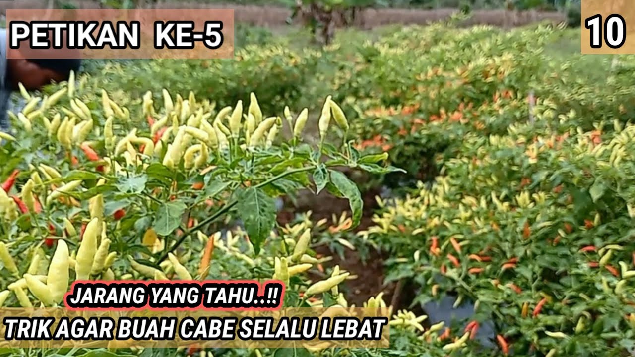 PANEN KE-5 CABE LOKAL SULAWESI | JARANG YG TAU TRIK BUAH CABE SELALU ...