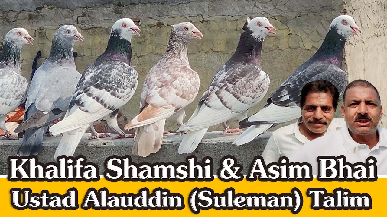 Khalifa Shamsi & Asim Bhai Ka Shok, Ustad Suleman Talim - YouTube