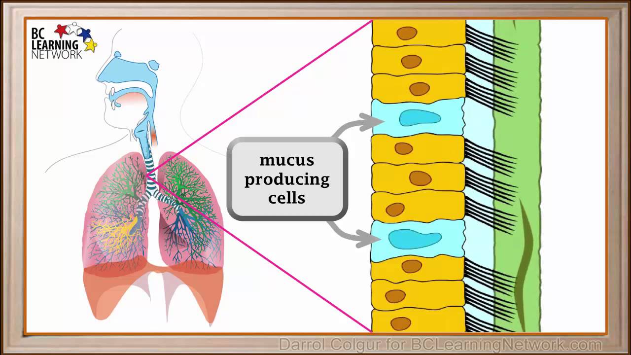 WCLN - Protection - Biology - YouTube