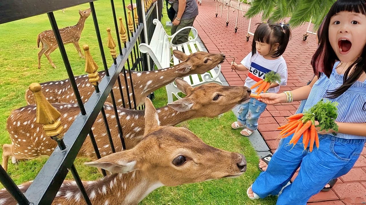 Yuk Kasih Makan Rusa di Istana Negara Ketemu Bapak Presiden Jokowi ...