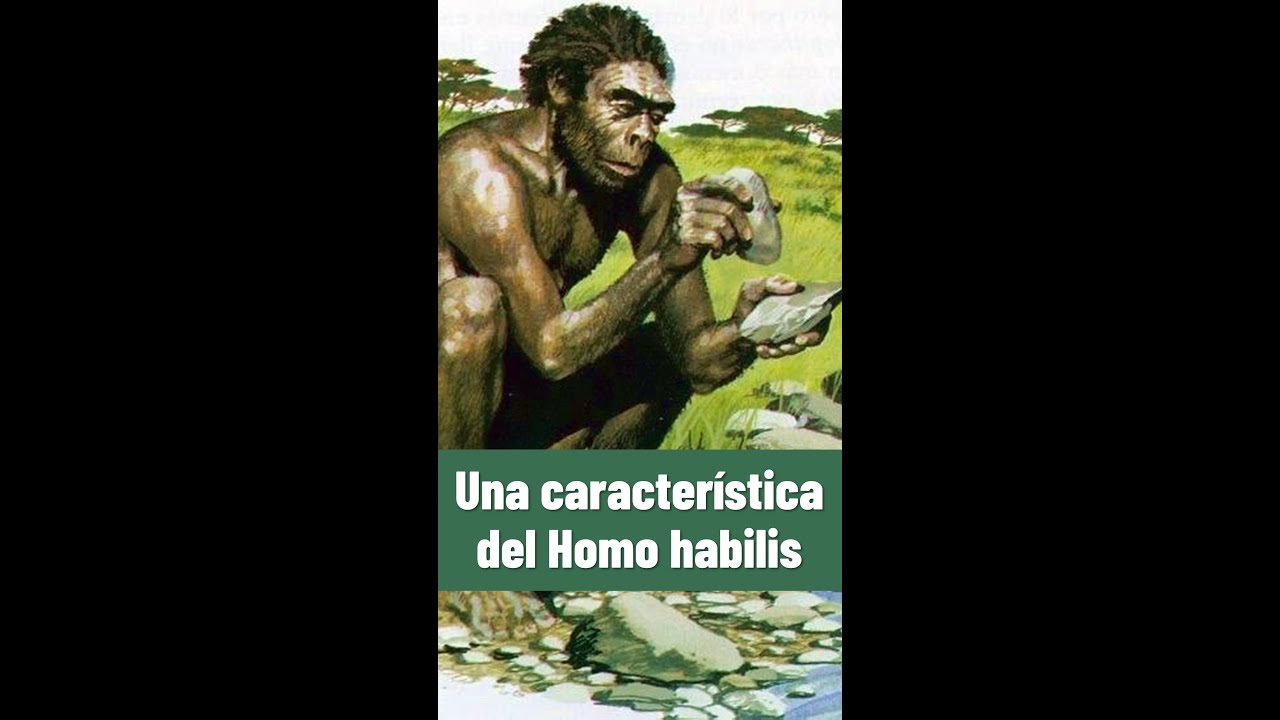 ⭐Una característica del Homo habilis #shorts 📗 aulamedia Historia - YouTube