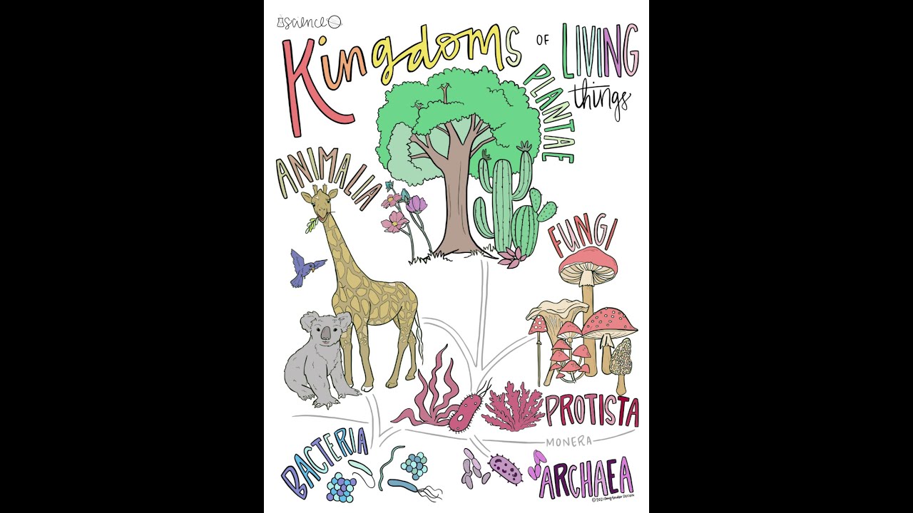 Classical Conversations Cycle 1 Week 2 Science - Memory Work Song - YouTube