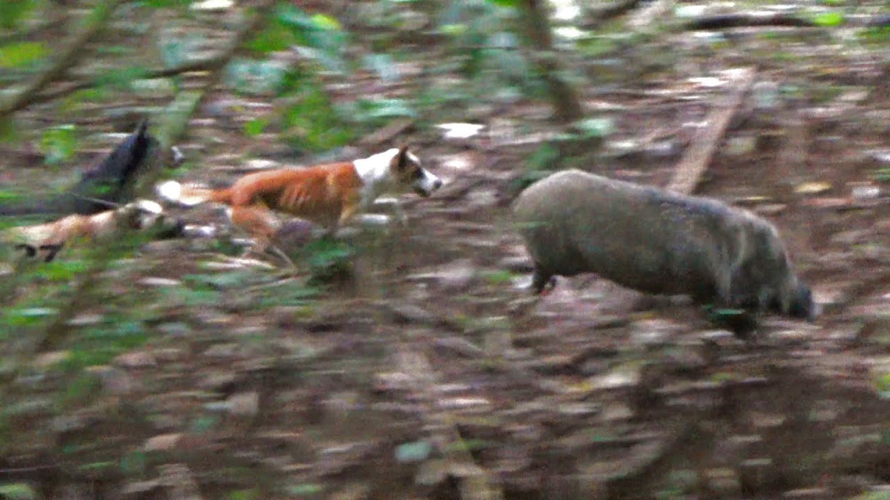 KEJARAN BABI HUTAN SUPER BESAR DAN GANAS - YouTube