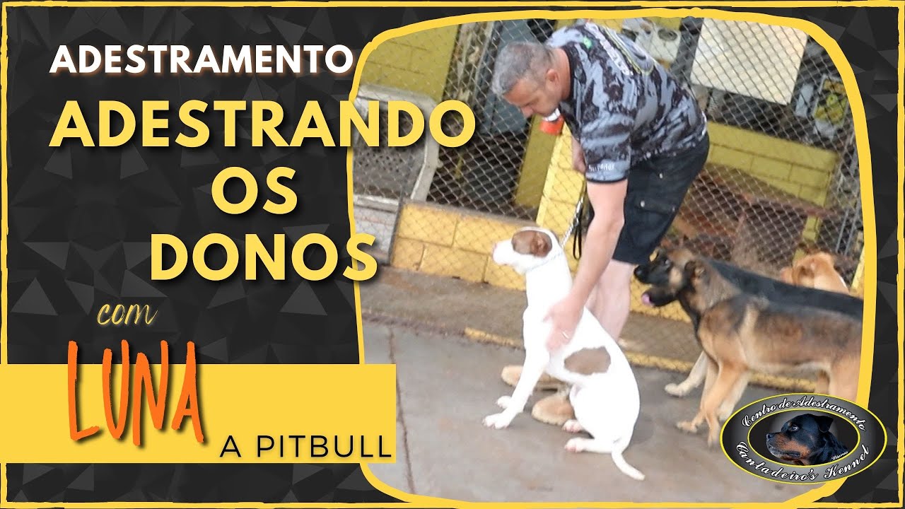 LUNA - Pitbull - Visita dos Donos - YouTube