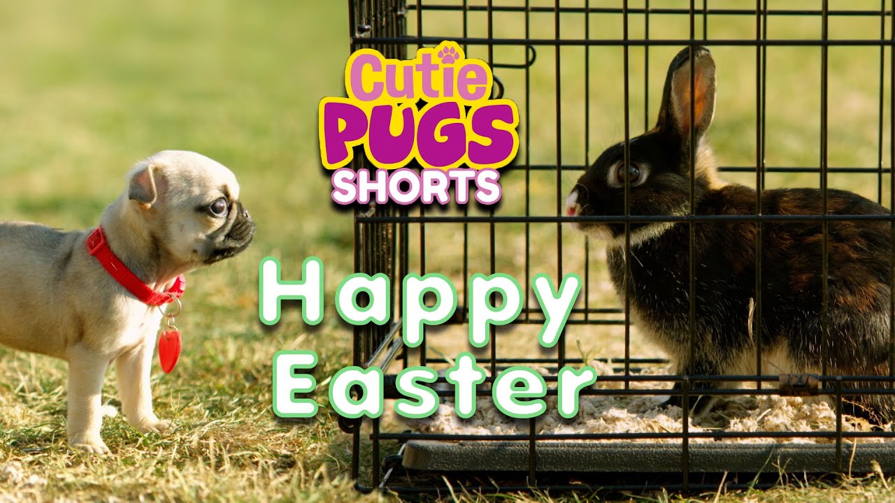🐰Happy Easter! 🐣 | Cutie Pugs Shorts🐶 | Animals for kids🐾 - YouTube