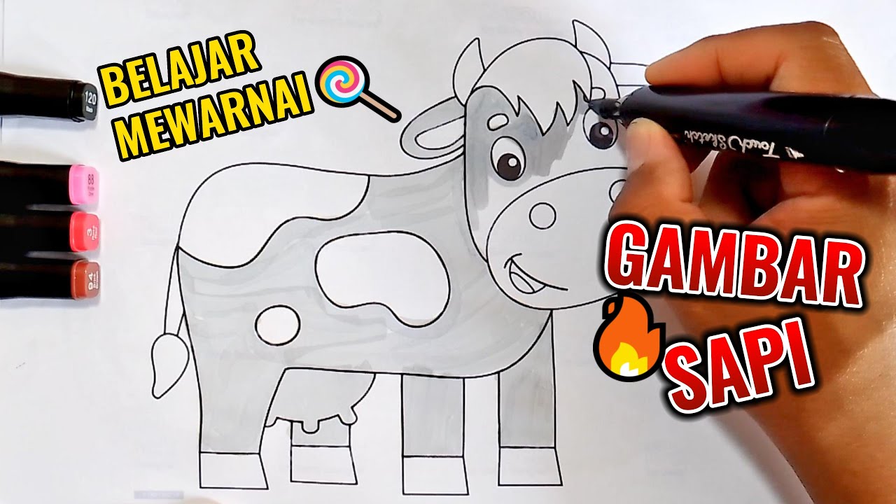 Mewarnai Gambar Sapi Untuk Anak Paud Dengan Spidol Warna - YouTube
