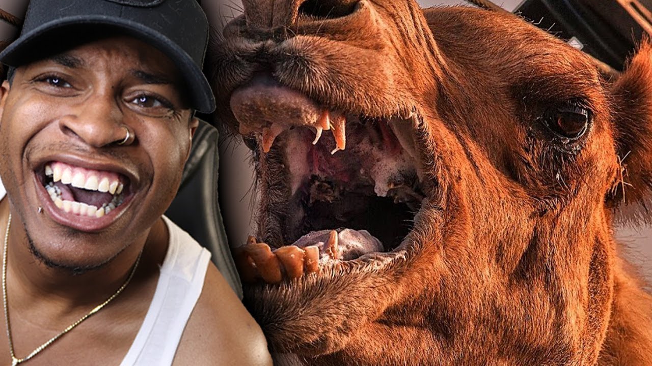 CAMEL'S ARE WILD!! How a Camel’s Bad Habit Can Put You in a Coffin ...