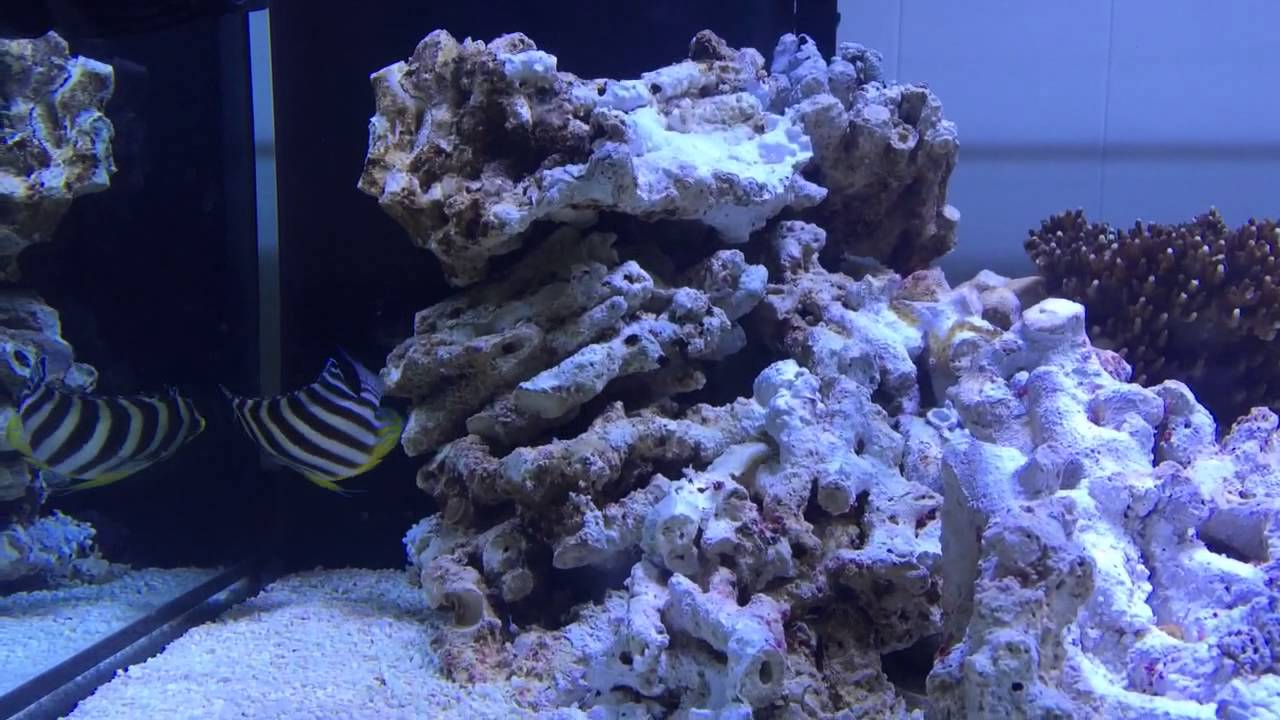 Multibarred Angel - Paracentropyge multifasciata - YouTube