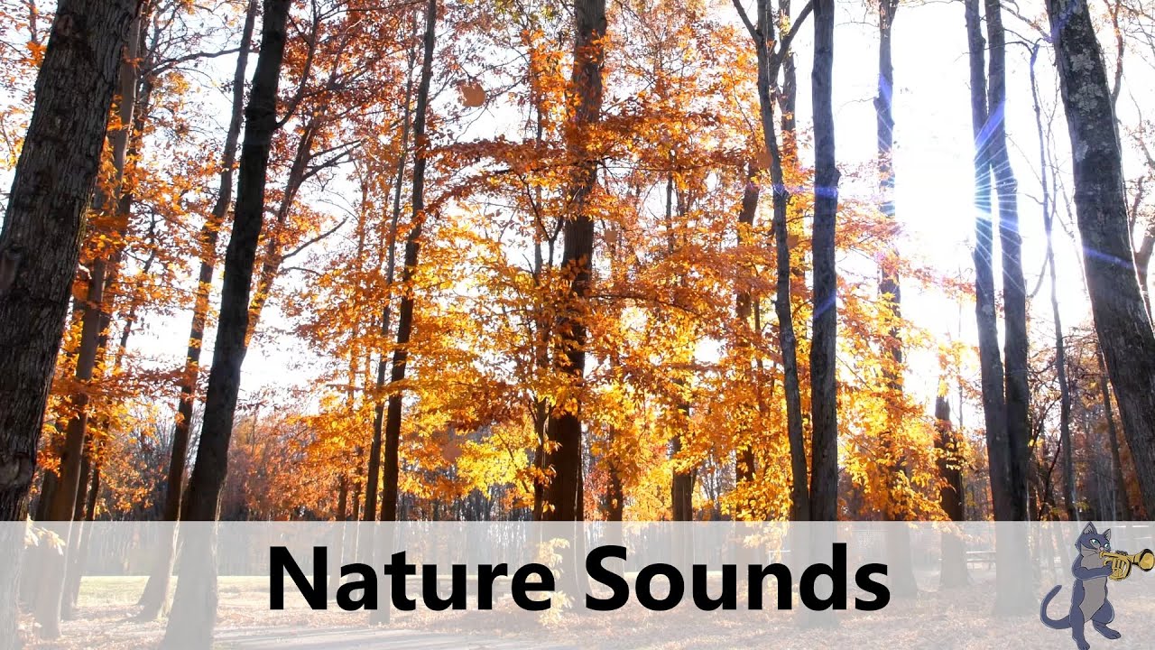 Nature Sounds: Crickets, Birds, Autumn Forest Sounds & Relax Music ...