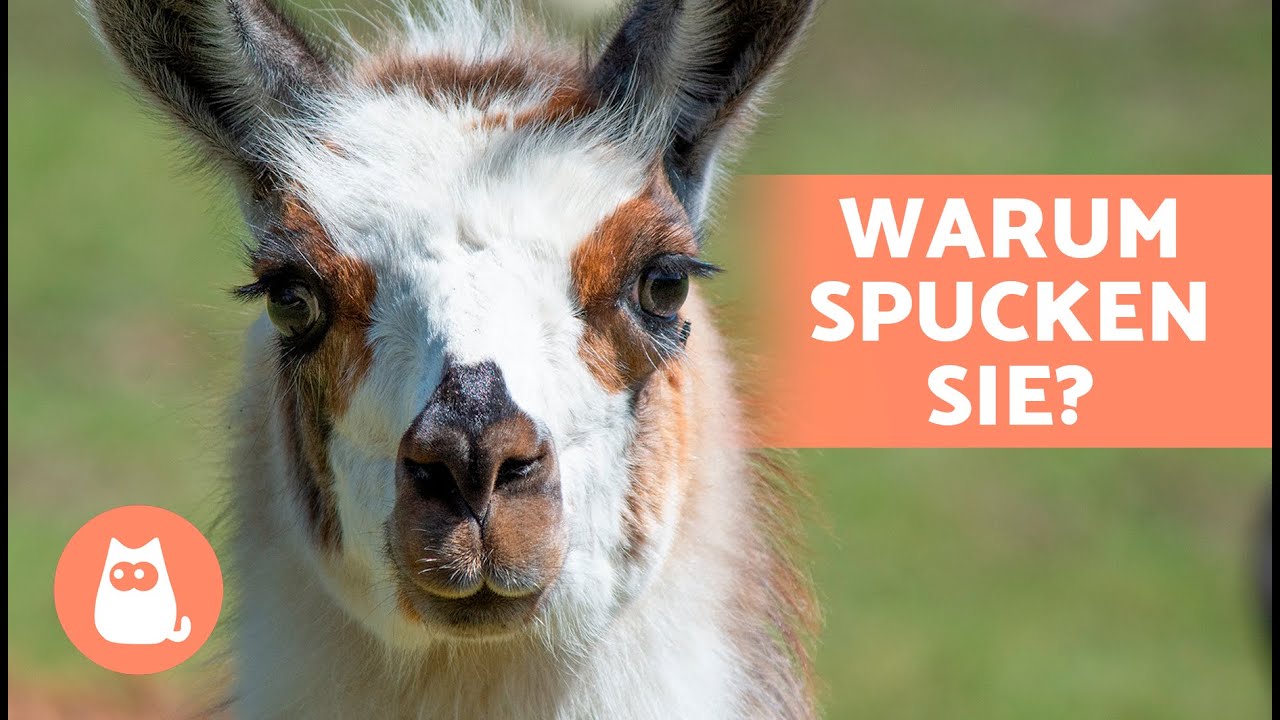 Warum SPUCKEN LAMAS? 💦🦙 (3 Gründe für spuckende Lamas) - YouTube