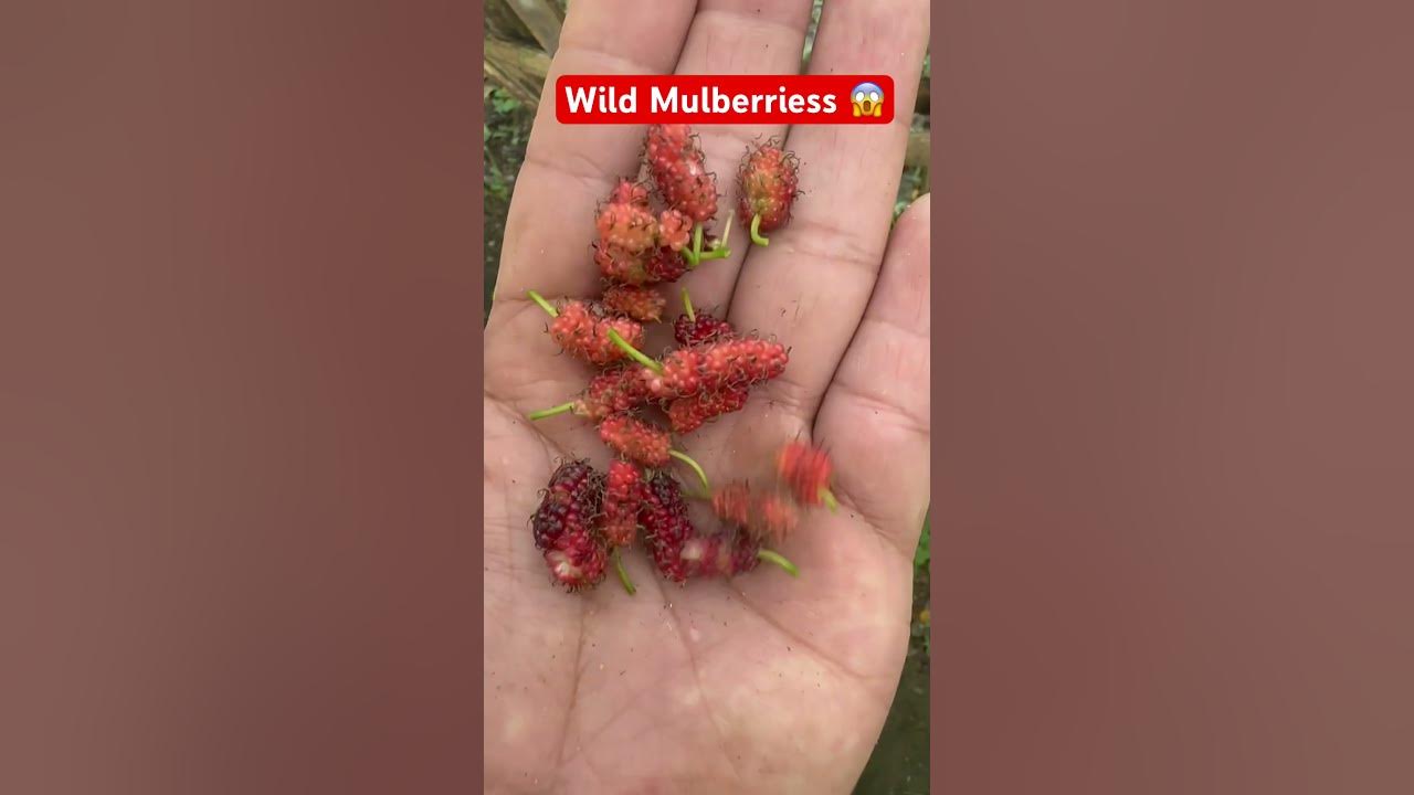 Wild Mulberries #fruit #viral #trending #shortvideo #shortsvideo #shorts #short #food - YouTube