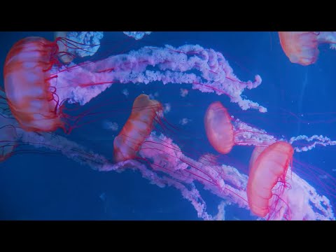 Soothing Jellyfish Aquarium Underwater Sounds 10 Hours For Sleep Meditation Study and Calm