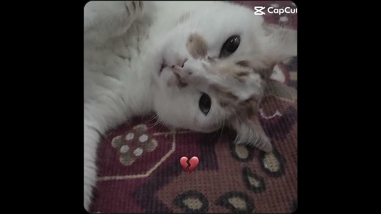 Cj cat 💔 ️‍🩹 - YouTube