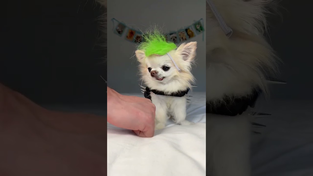 Here comes Ced Vicious the toughest tiny chihuahua 😎 #chihuahua #dog # ...