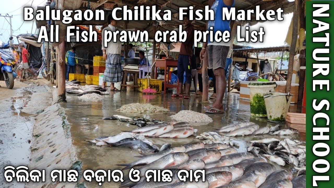 world famous Chilika balugaon fish market full detail of fish crab ...