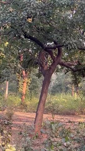 Rewa jungle safari main Baagh - YouTube