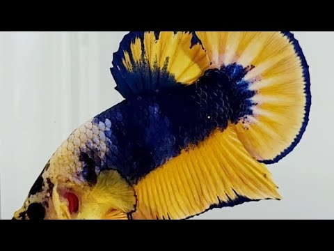 Yellow Fancy Betta Fish YF-1148 | Male Betta Fish | Yellow Betta Fish ...