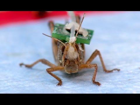 Bomb Sniffing Cyborg Locusts: Washington University Researchers Create ...