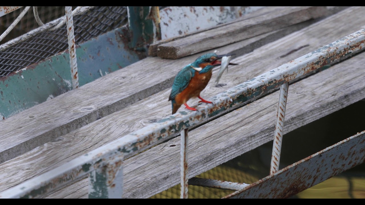 Kingfisher bird kills fish after being caught in the attack. - YouTube
